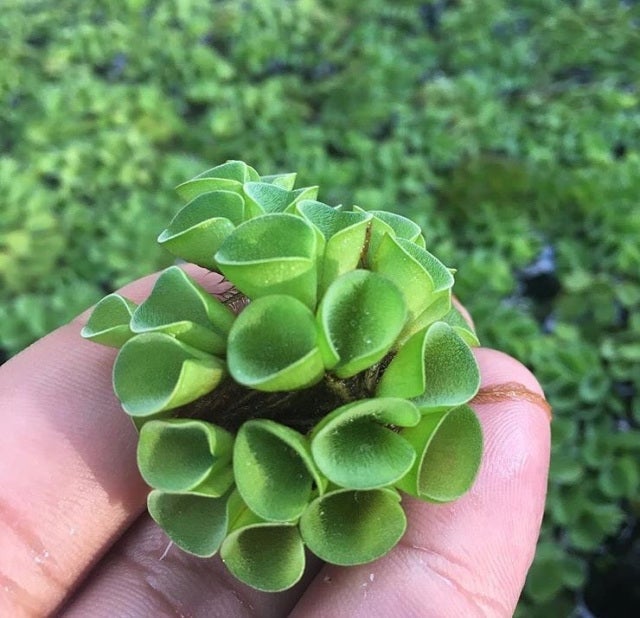 Aquatic Plants | Wild Fish Tanks